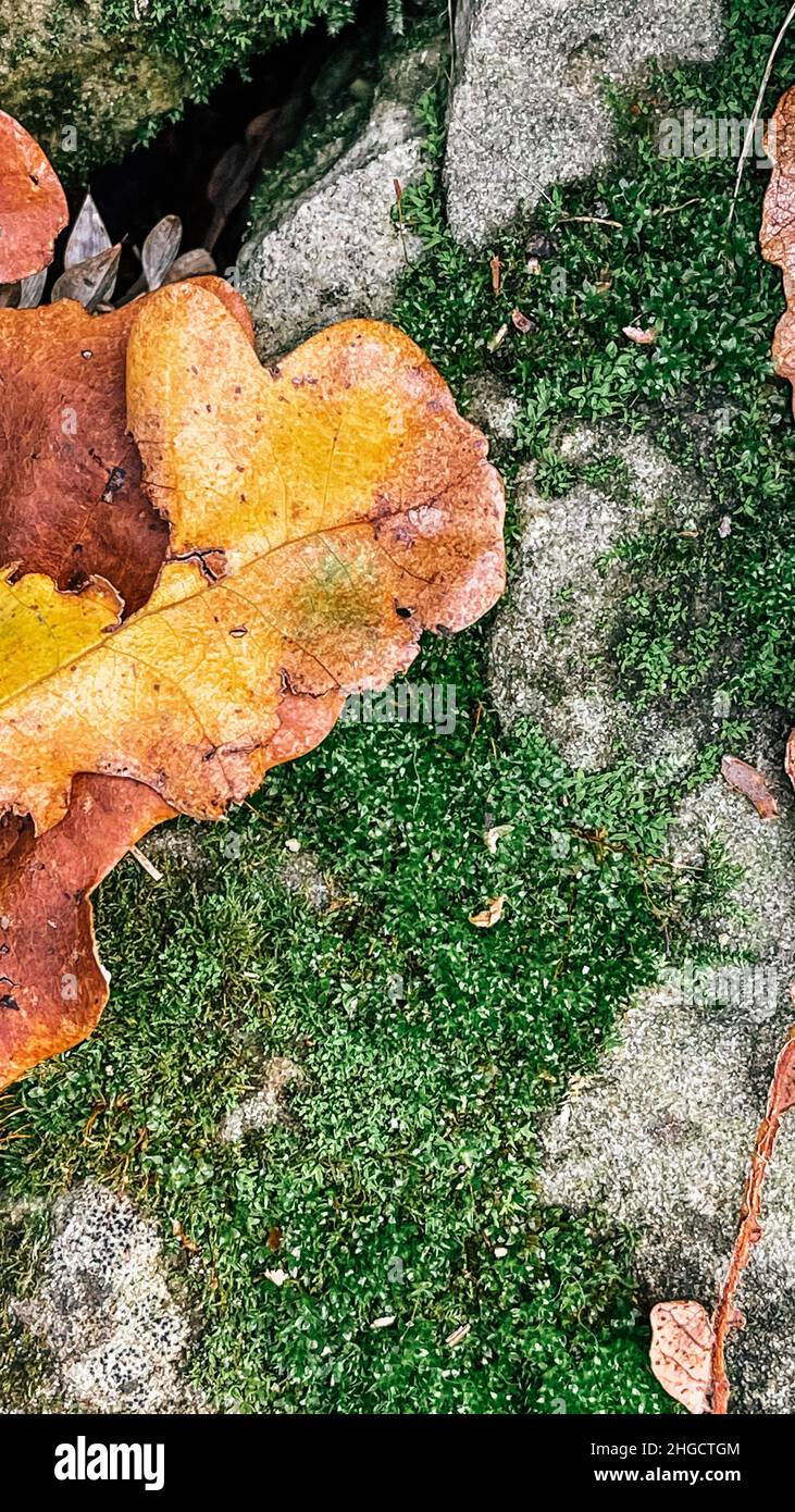 Beautiful vertical backgrounds with autumn leaves and greens Stock ...