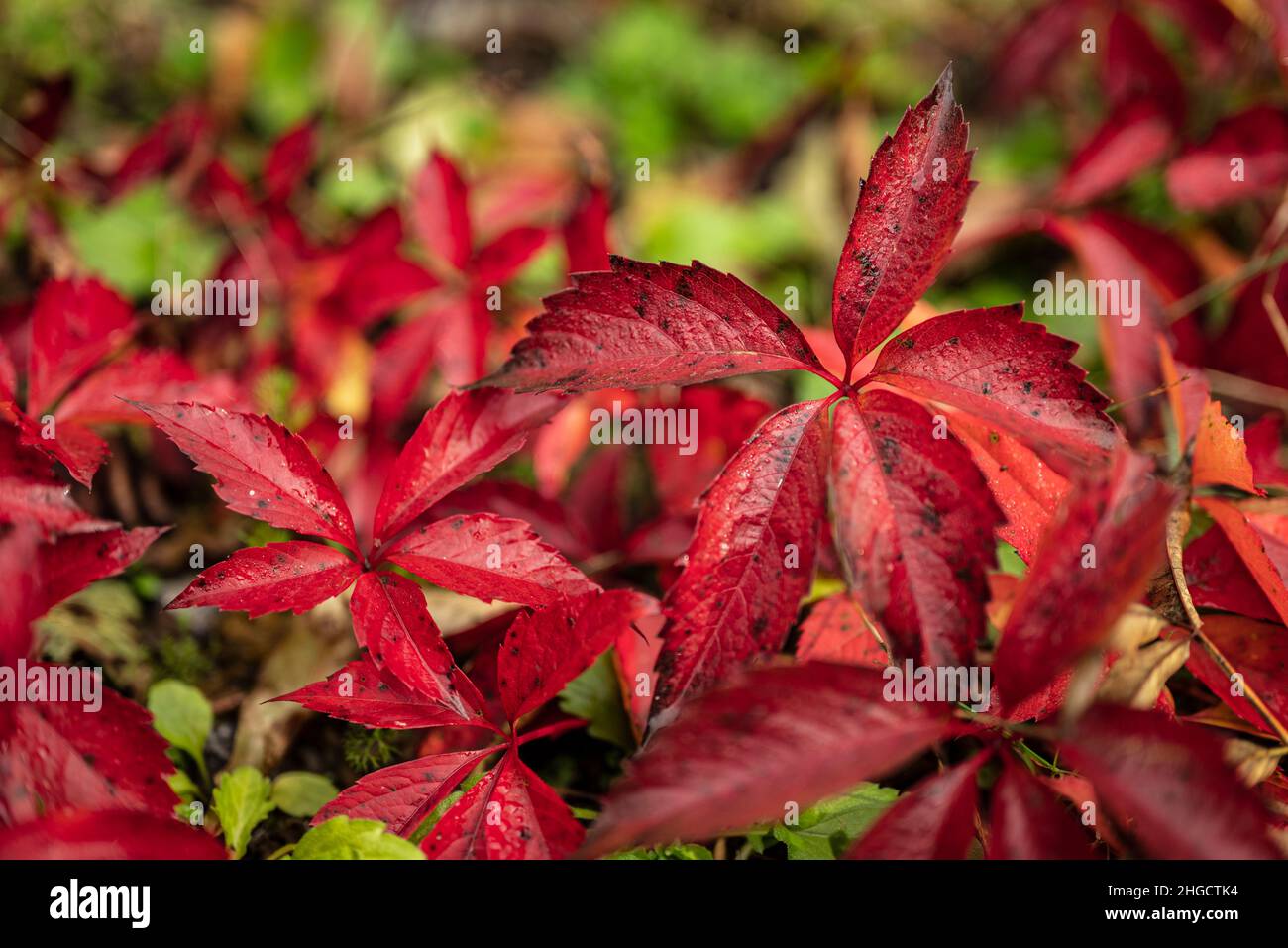 Close-up of the bright red leaves of a climbing plant in an autumn ...