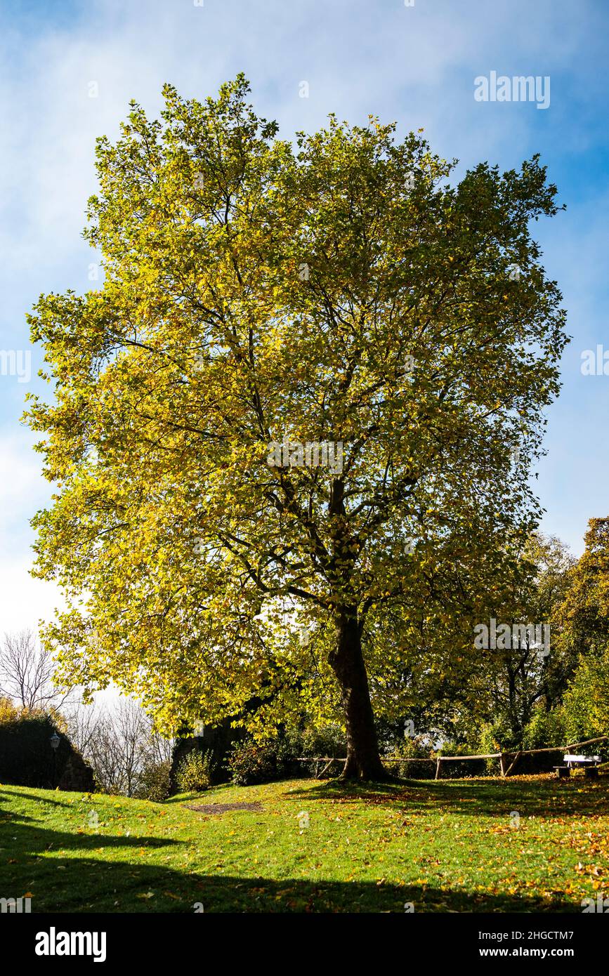 Huge old maple tree in autumn colors at the Krukenburg castle near Bad ...