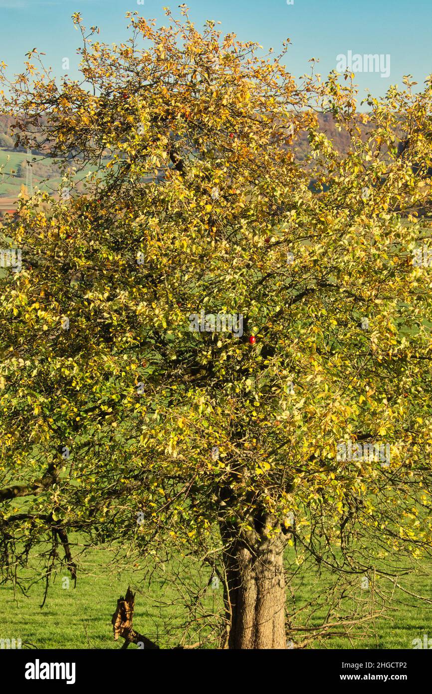 Apple tree with green, yellow and orange leaves and one red apple on a ...