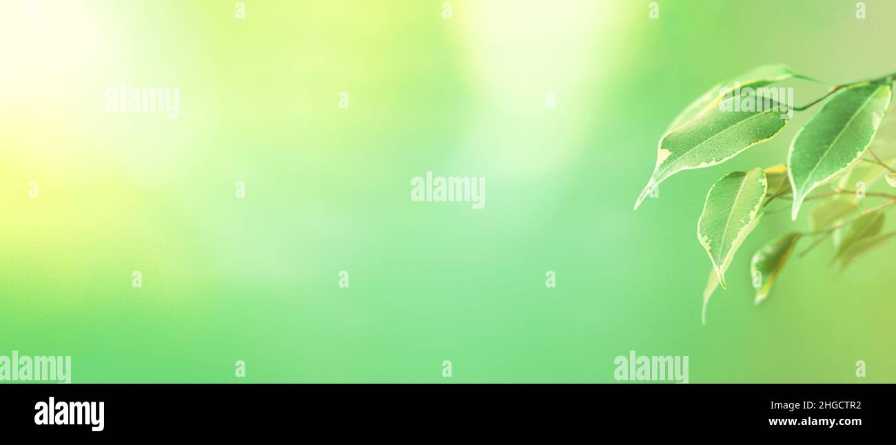 Ficus benjamin branch with green leaves against blurred background ...