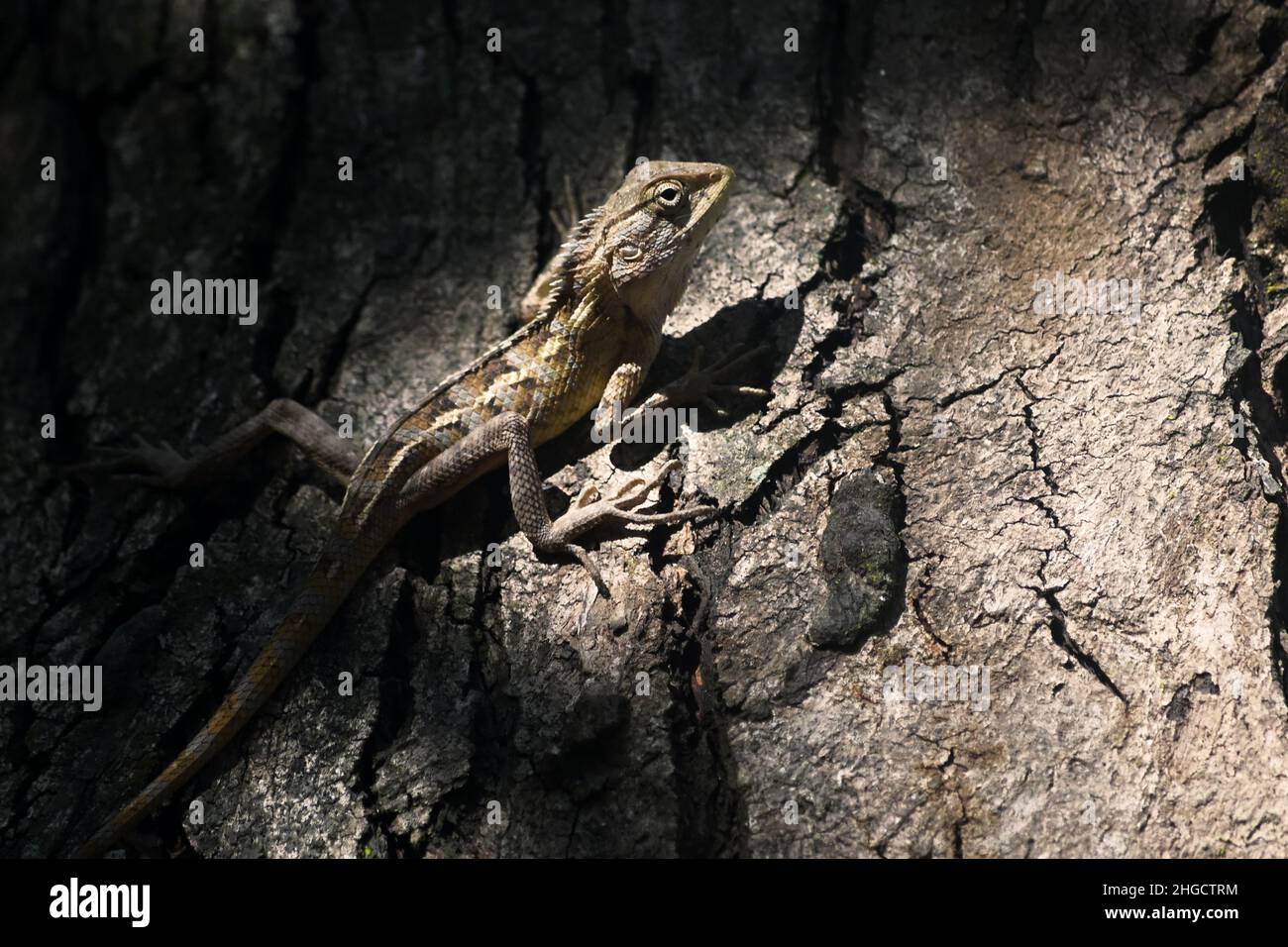 Garden Lizard on a tree trunk Stock Photo - Alamy