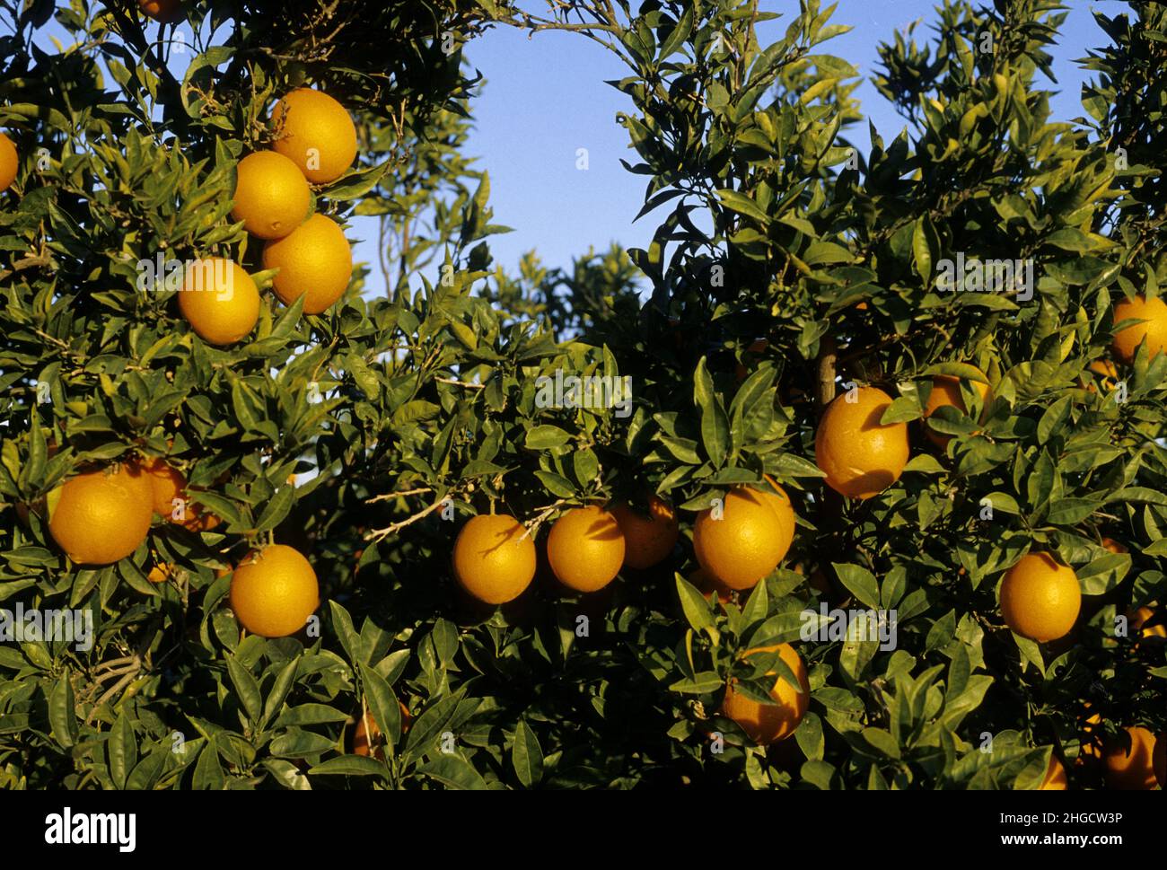 spain Valencia orange tree farm Stock Photo - Alamy