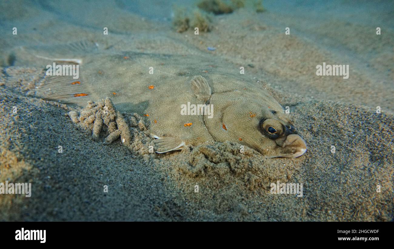 European Plaice (Pleuronectes platessa) hidden below the sand off the ...