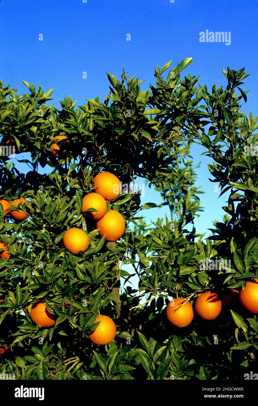 Oranger valencia hi-res stock photography and images - Alamy