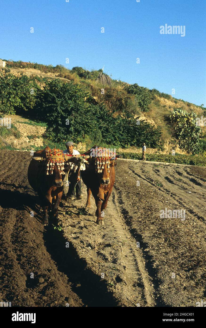 Spain agriculture Malaga plowinq cows costa del sol Stock Photo - Alamy
