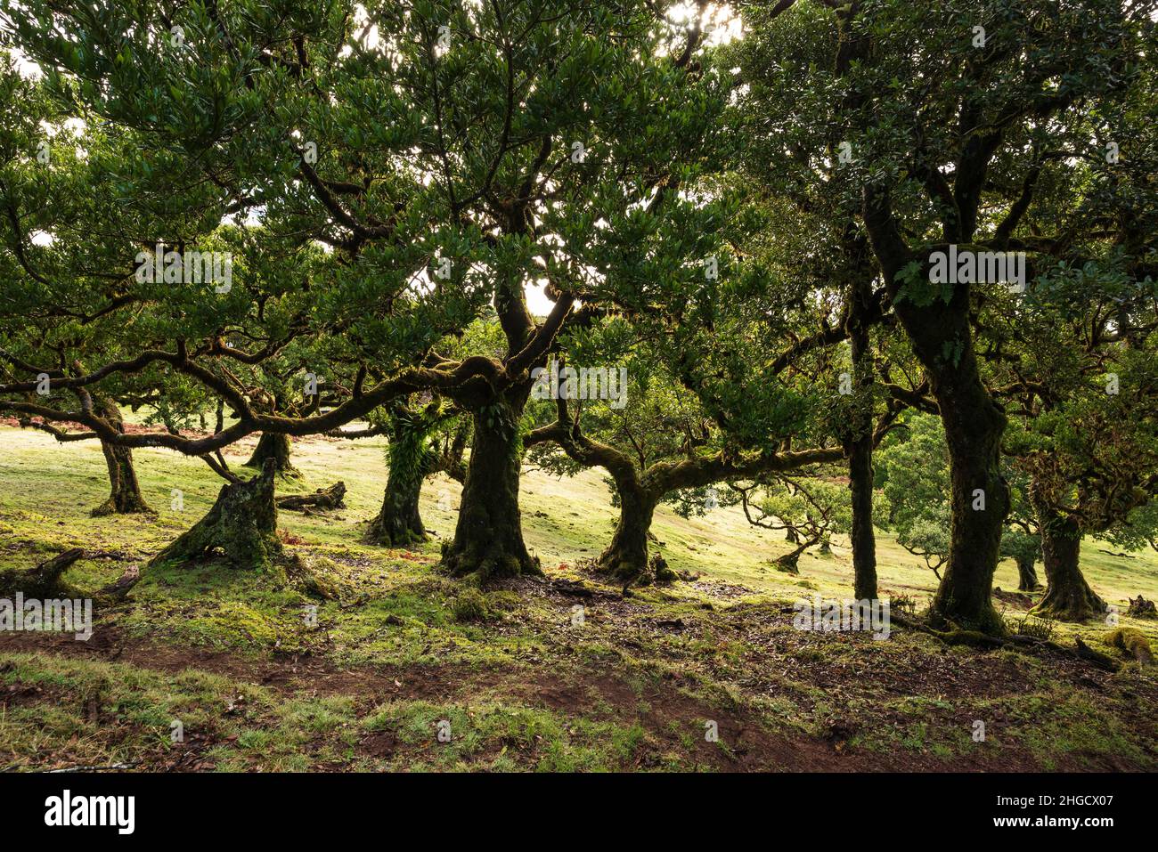 Beautiful ancient laurel trees at the fairy forest of Fanal, Madeira ...