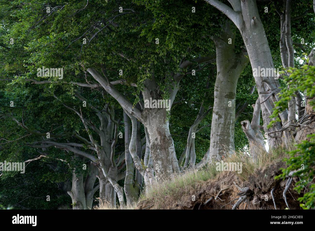 Puck in water hi-res stock photography and images - Alamy
