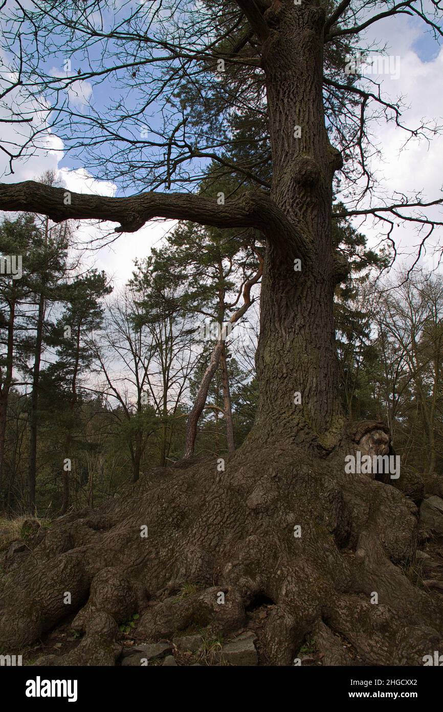 Bohemia roots hi-res stock photography and images - Alamy