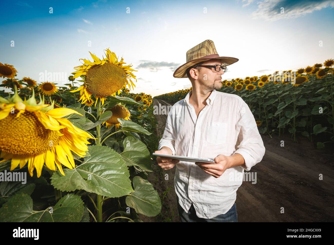 Farmer in a straw hat wearing glasses with a digital tablet inspecting ...