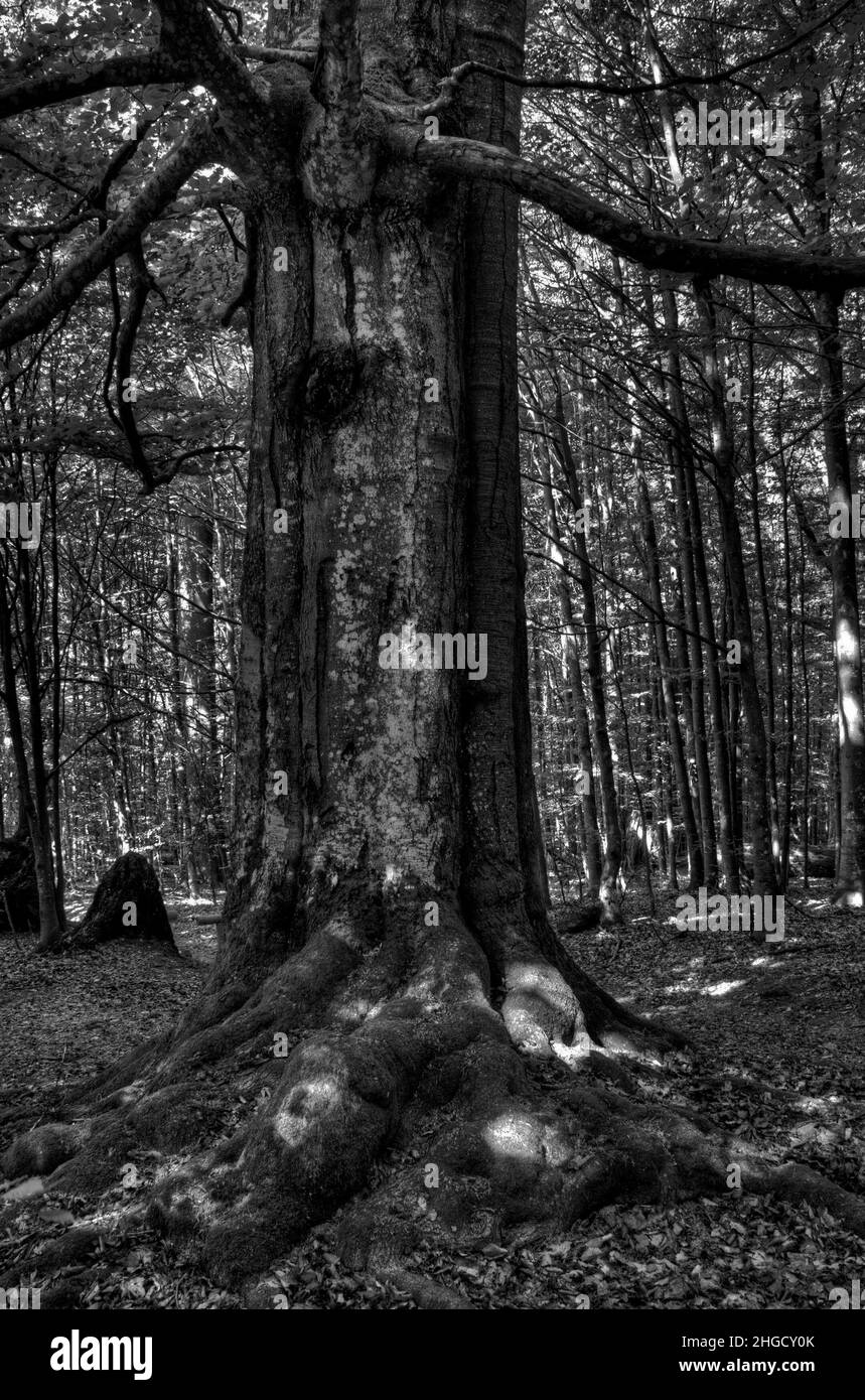 Giant tree in the Bohemian Forest in Czech Republic,Europe Stock Photo ...