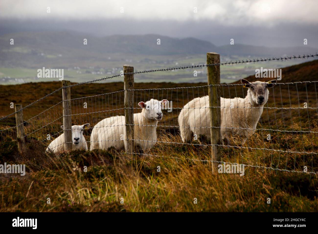 Three sheep behind a fence on Rosguill peninsula, County Donegal ...
