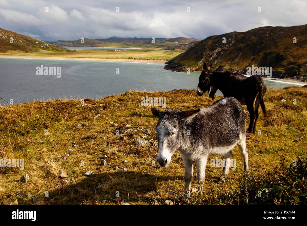 Donkey county donegal hi-res stock photography and images - Alamy
