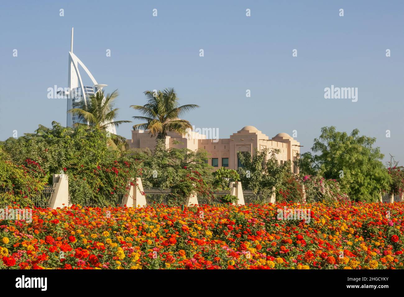 Flowers growing alongside Jumeirah Beach Road in Dubai, United Arab ...