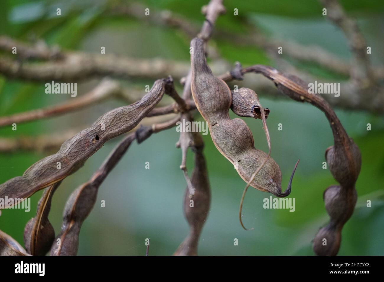 Erythrina fusca (Also called purple coraltree, gallito, bois immortelle ...