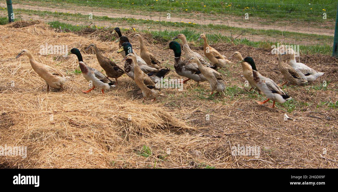 Group of Indian Runner ducks on a farm in Czech Republic,Europe Stock ...