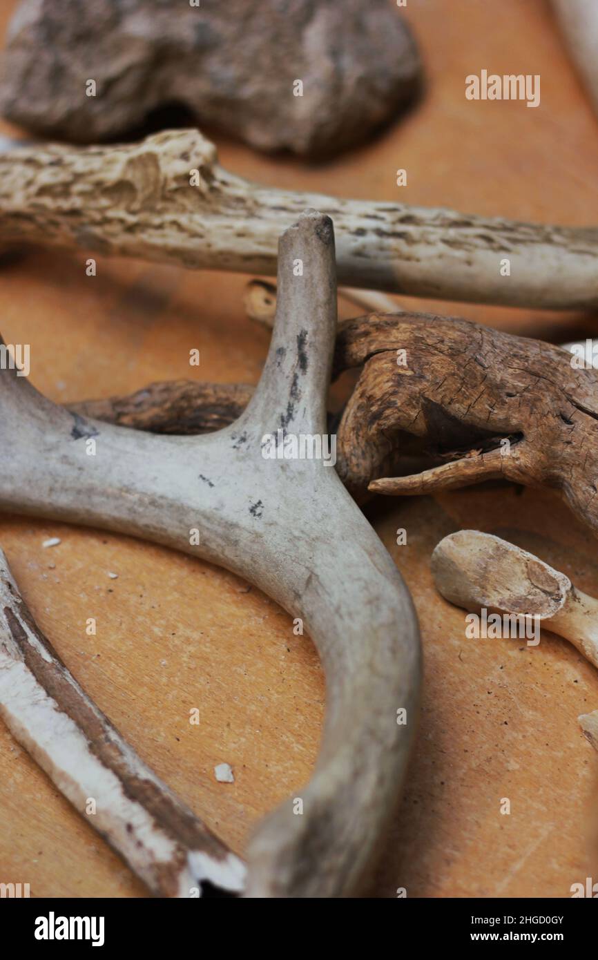 Deer antlers, bones, and other body parts placed on a table Stock Photo ...