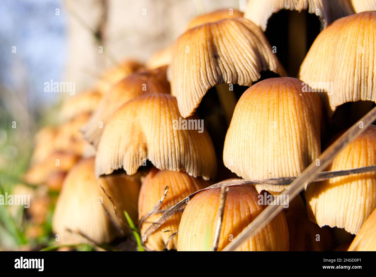 A cluster of wild toadstools growing at the bottom of a tree stump ...