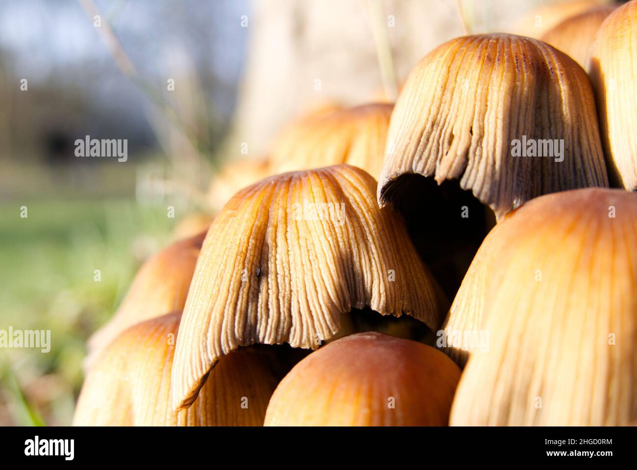 Close up of a cluster of wild toadstools growing at the bottom of a ...