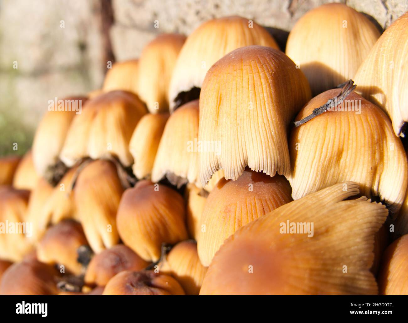 A cluster of wild toadstools growing at the bottom of a tree stump in ...