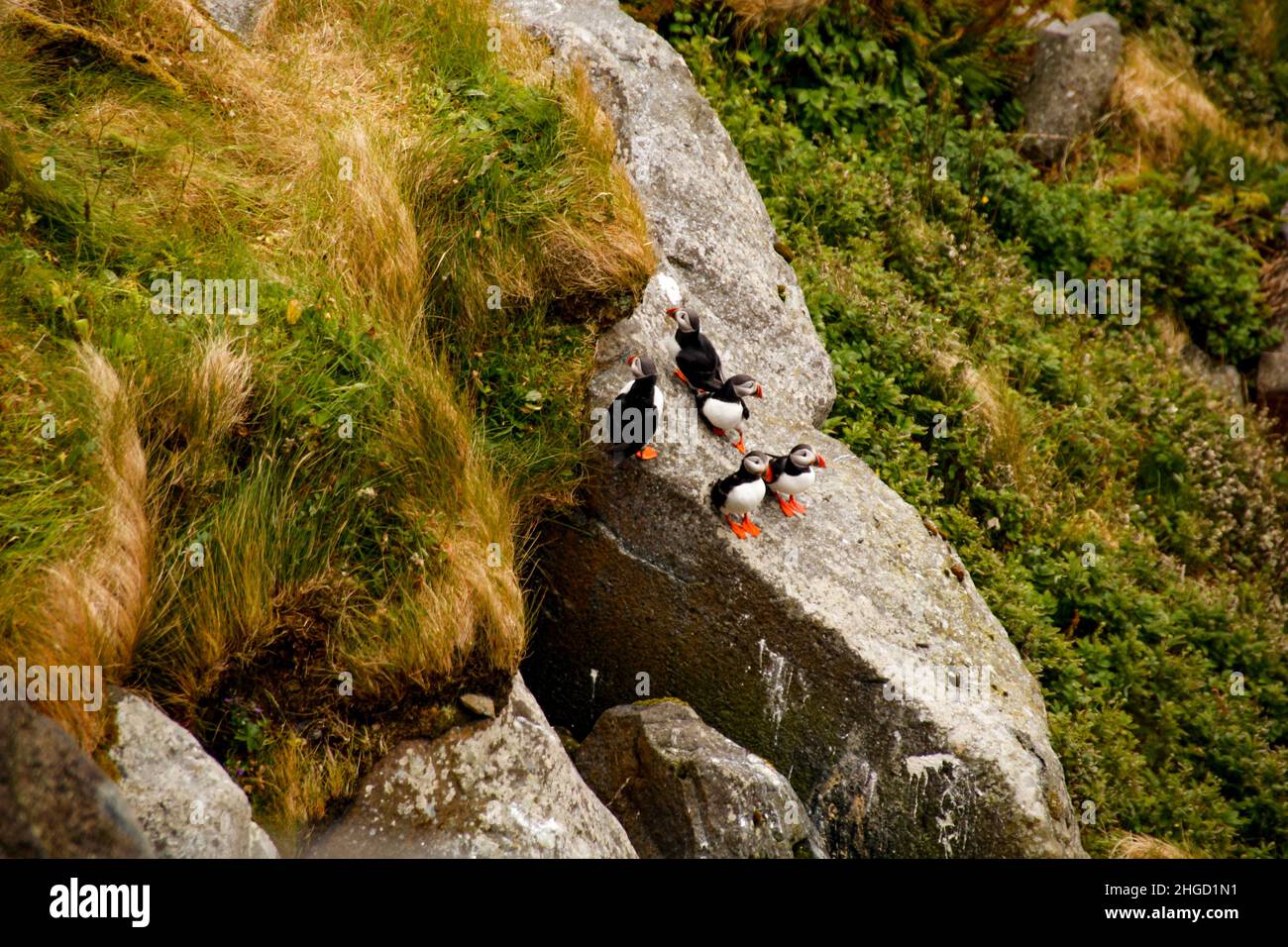 Runde bird island hi-res stock photography and images - Alamy