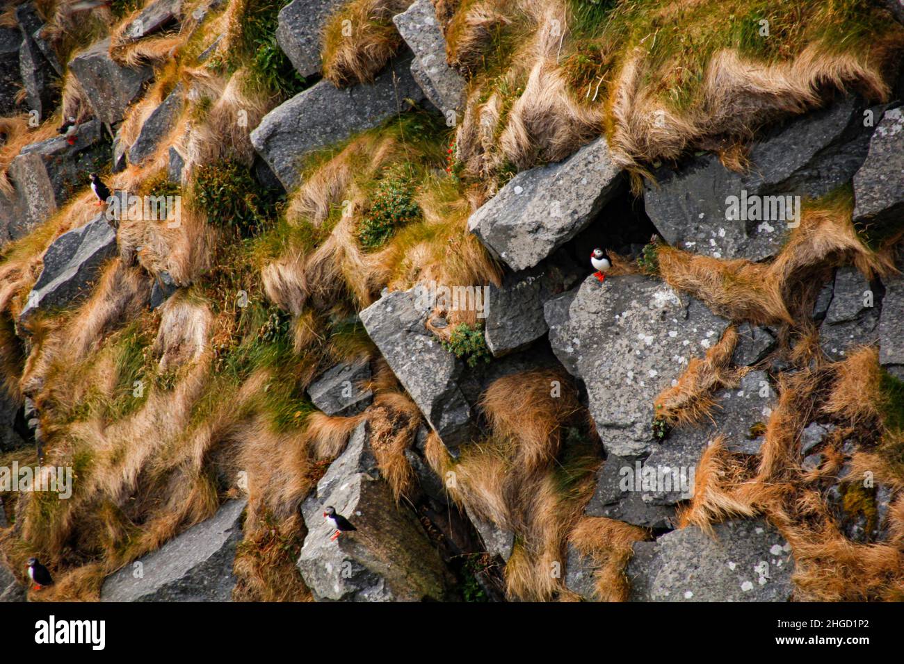 Bird island runde hi-res stock photography and images - Alamy