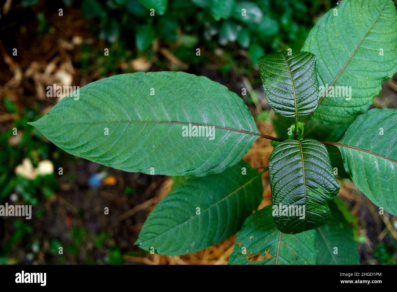 Close-up Mitragyna speciosa or Kratom growing in a garden Stock Photo ...