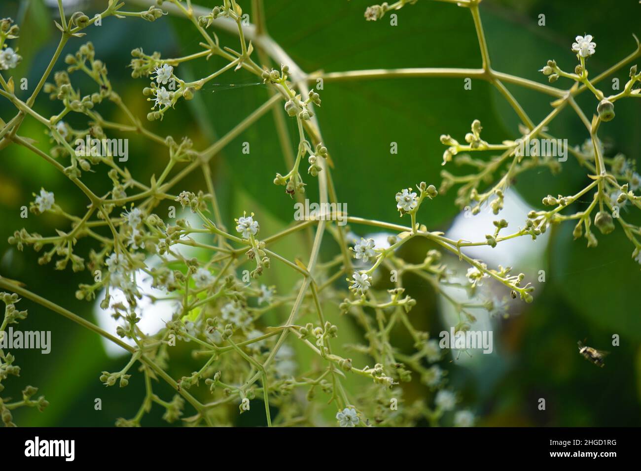 The flower of teak tree with a natural background. This plant also ...
