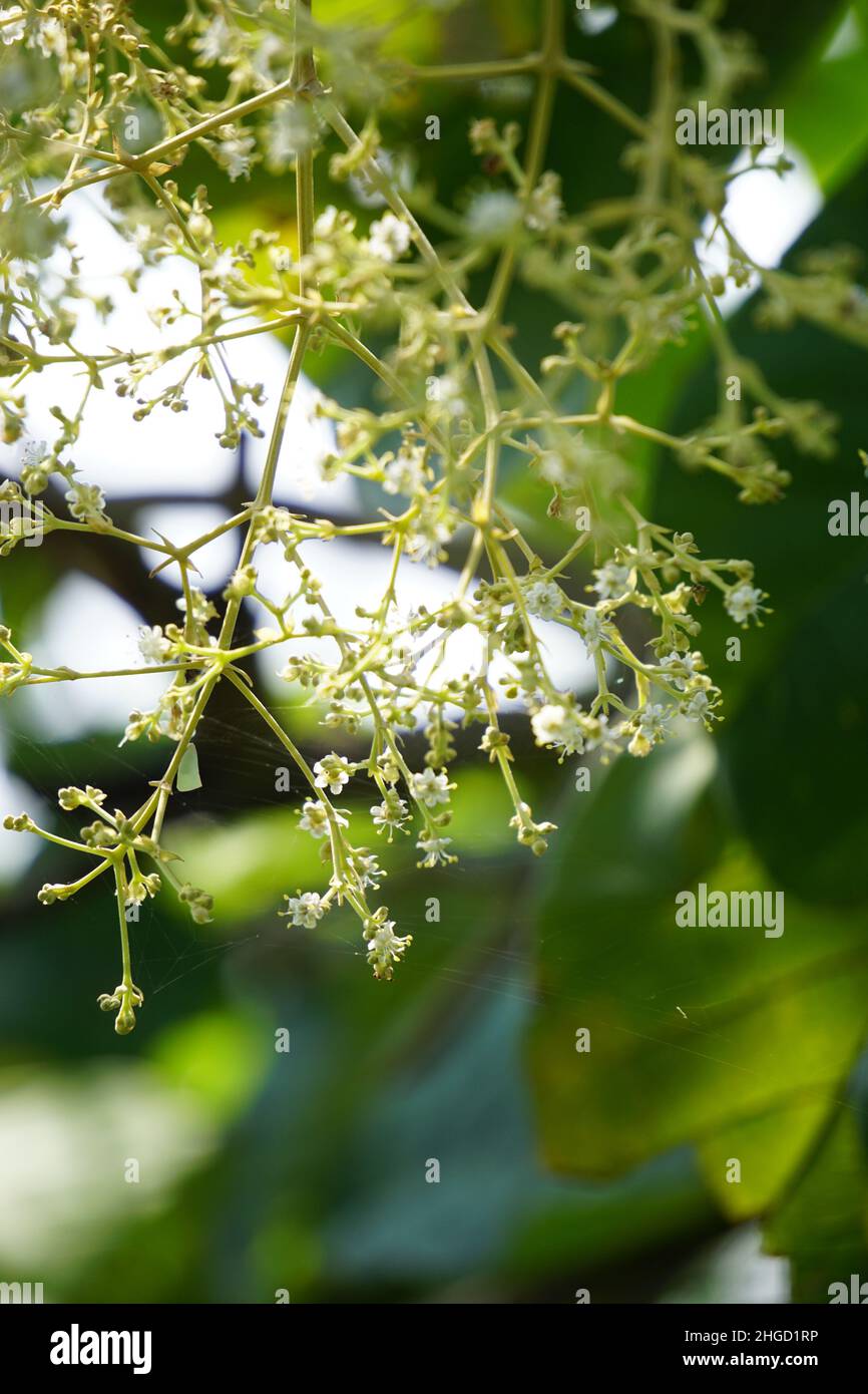 The flower of teak tree with a natural background. This plant also ...