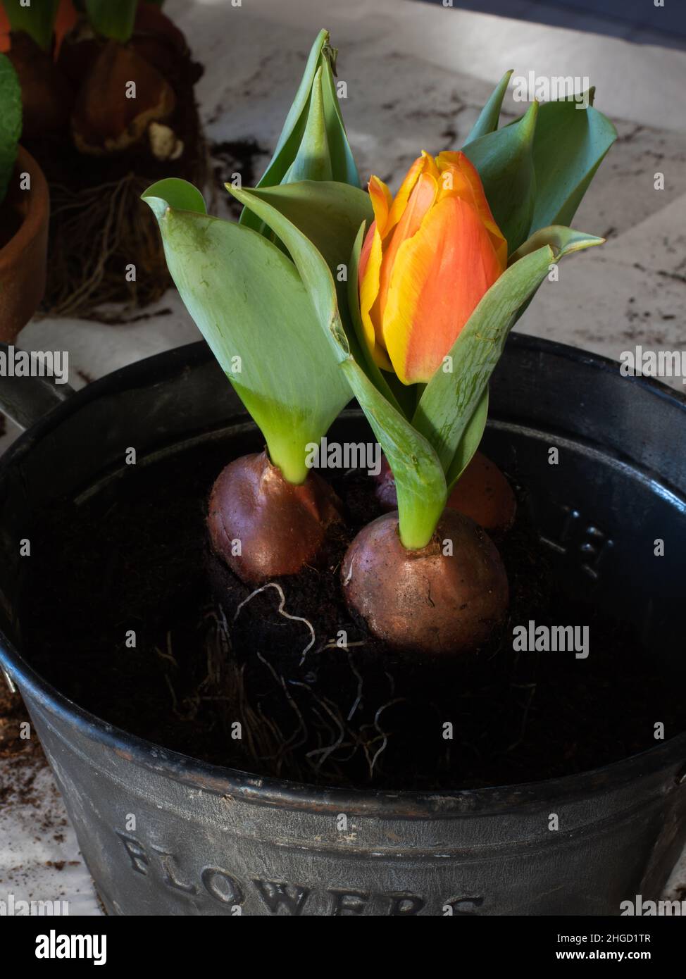 Onion planting indoors hi-res stock photography and images - Alamy