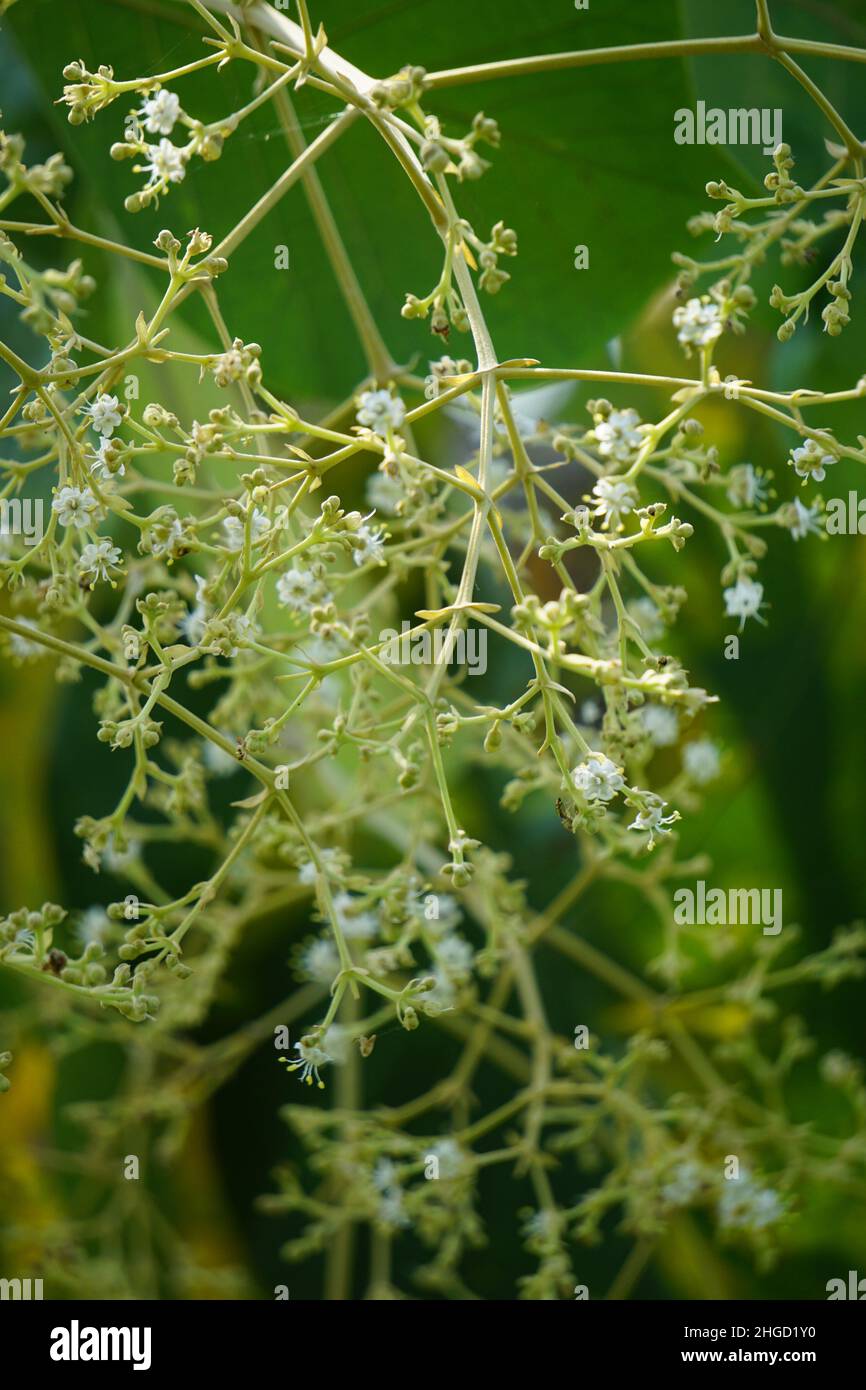 The flower of teak tree with a natural background. This plant also ...