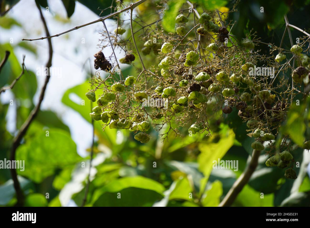 Teak Tree Fruit