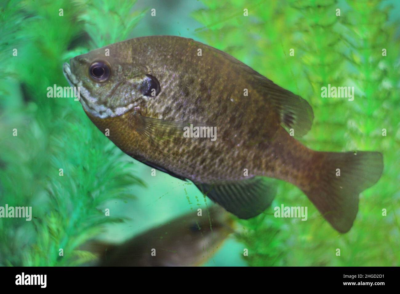 Wild bluegill fish swimming around the underwater garden Stock Photo ...