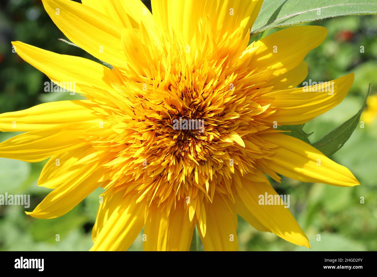 Jenis bunga matahari hi-res stock photography and images - Alamy