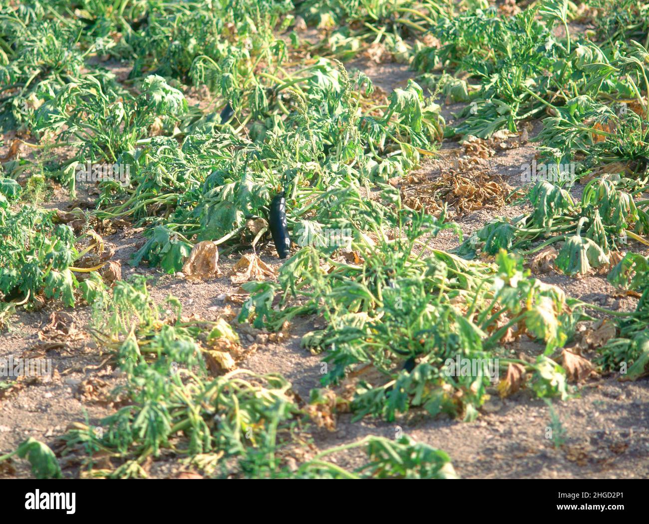 Planta de calabacines hi-res stock photography and images - Alamy