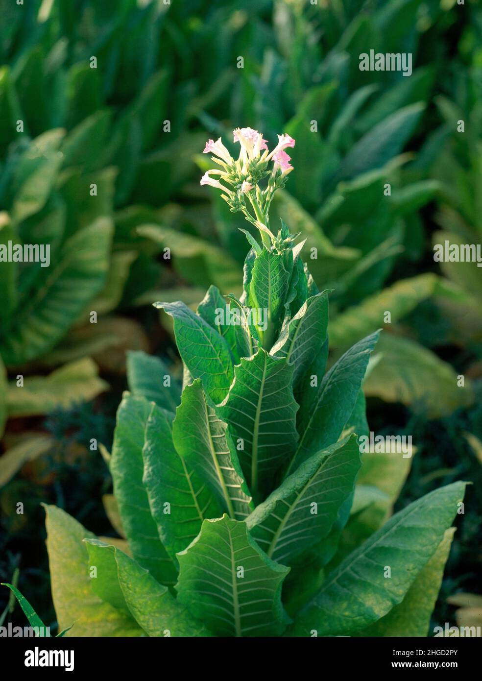 Planta de tabaco en flor hi-res stock photography and images - Alamy