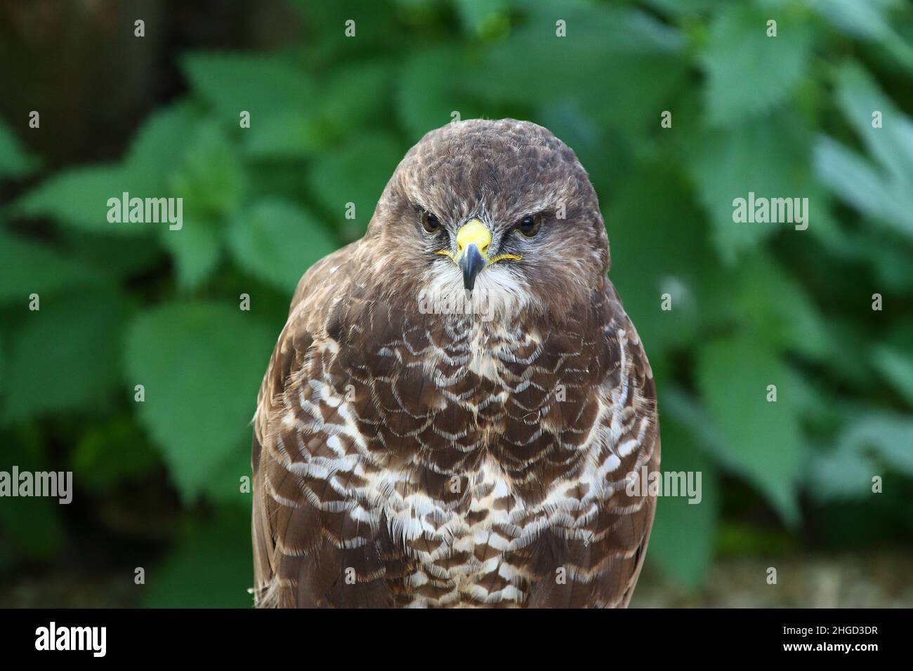 Buzzard feathers hi-res stock photography and images - Alamy