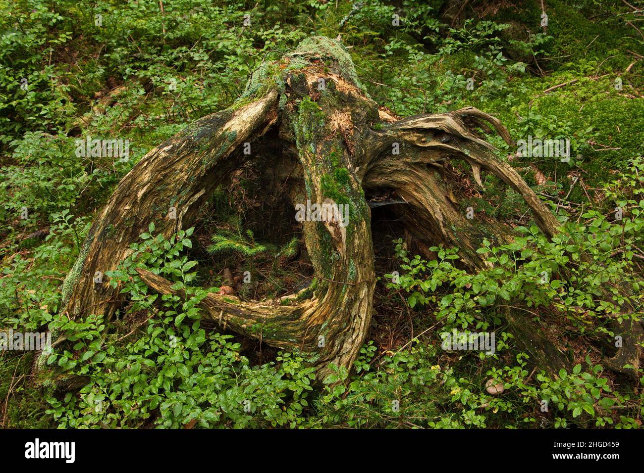 Rotting stump in Bohemian Forest,Plzen Region,Czech republic,Europe ...