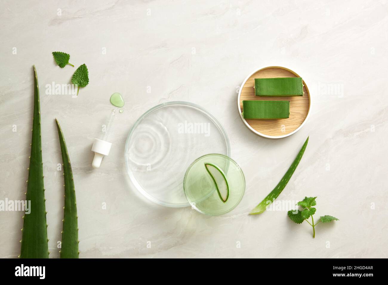 Aloe vera extract research in laboratory with a petri dish dropper in ...