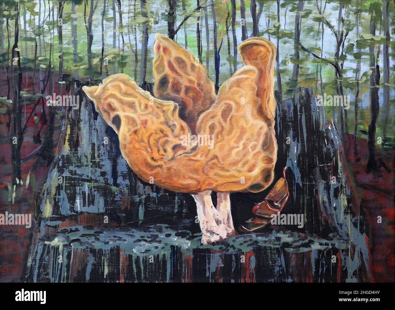 Gyromitra infula, commonly known as the hooded false morel or the elfin ...