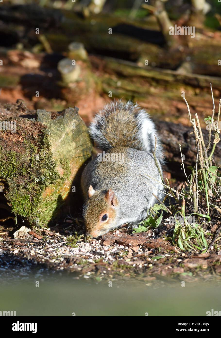 Grey squirrel uk hi-res stock photography and images - Alamy