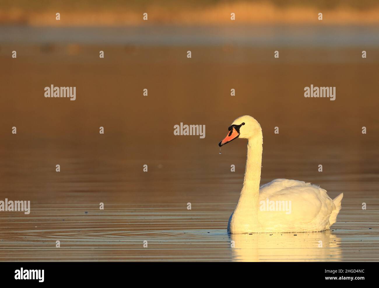 Warm colors background hi-res stock photography and images - Alamy