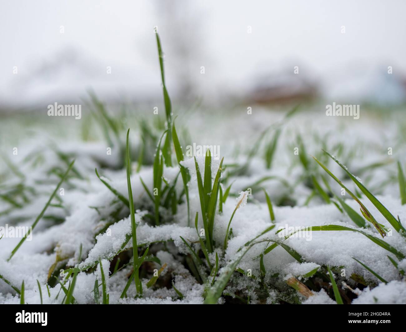 Snow covered wheat field in hi-res stock photography and images - Alamy