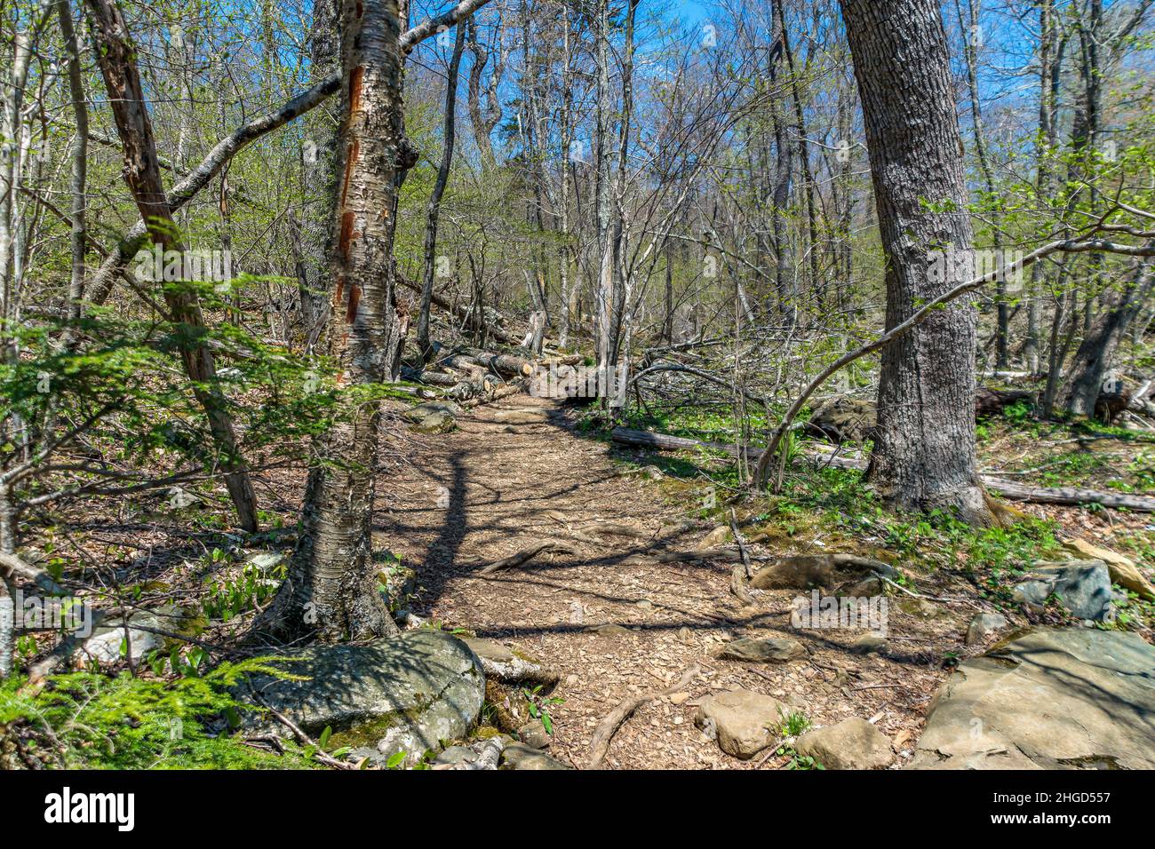 Trail through tall trees in a lush forest, Shenandoah National Park ...