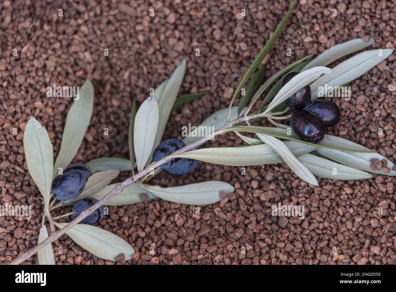 Crushed olive seeds using as biofuel. Biofuel component. Biomass energy ...
