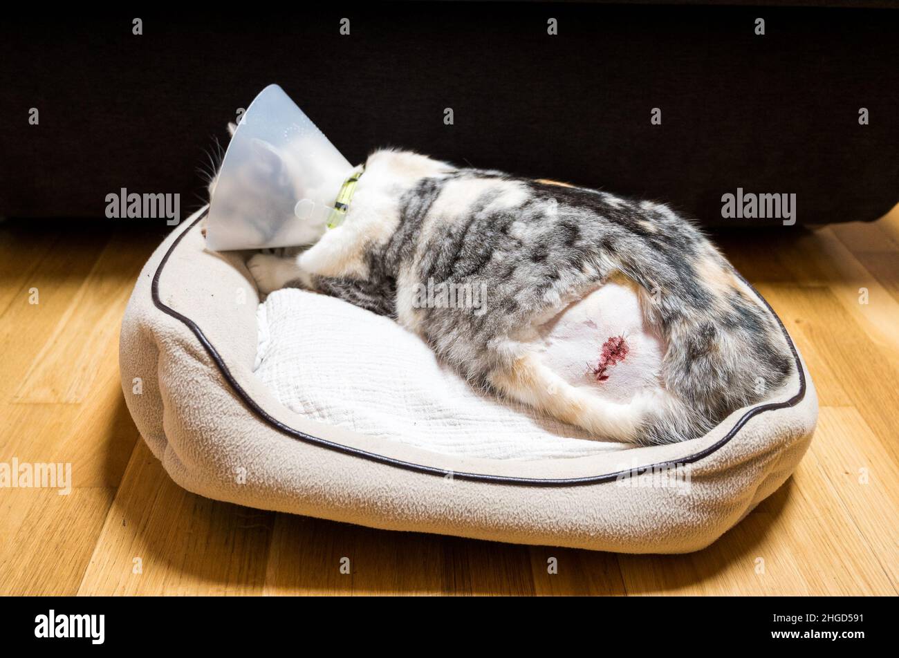 Shaved leg hi-res stock photography and images - Alamy
