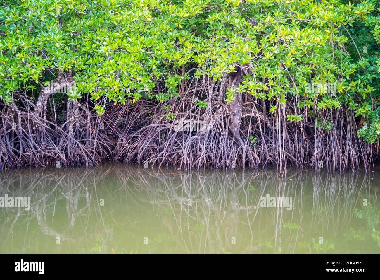 Mangrove green forest Stock Photo - Alamy