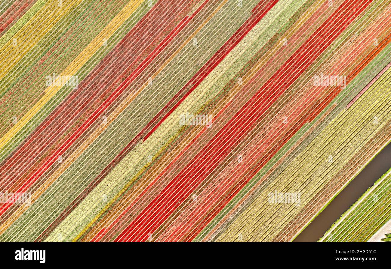 Flower fields in the Netherlands seen from above Stock Photo - Alamy
