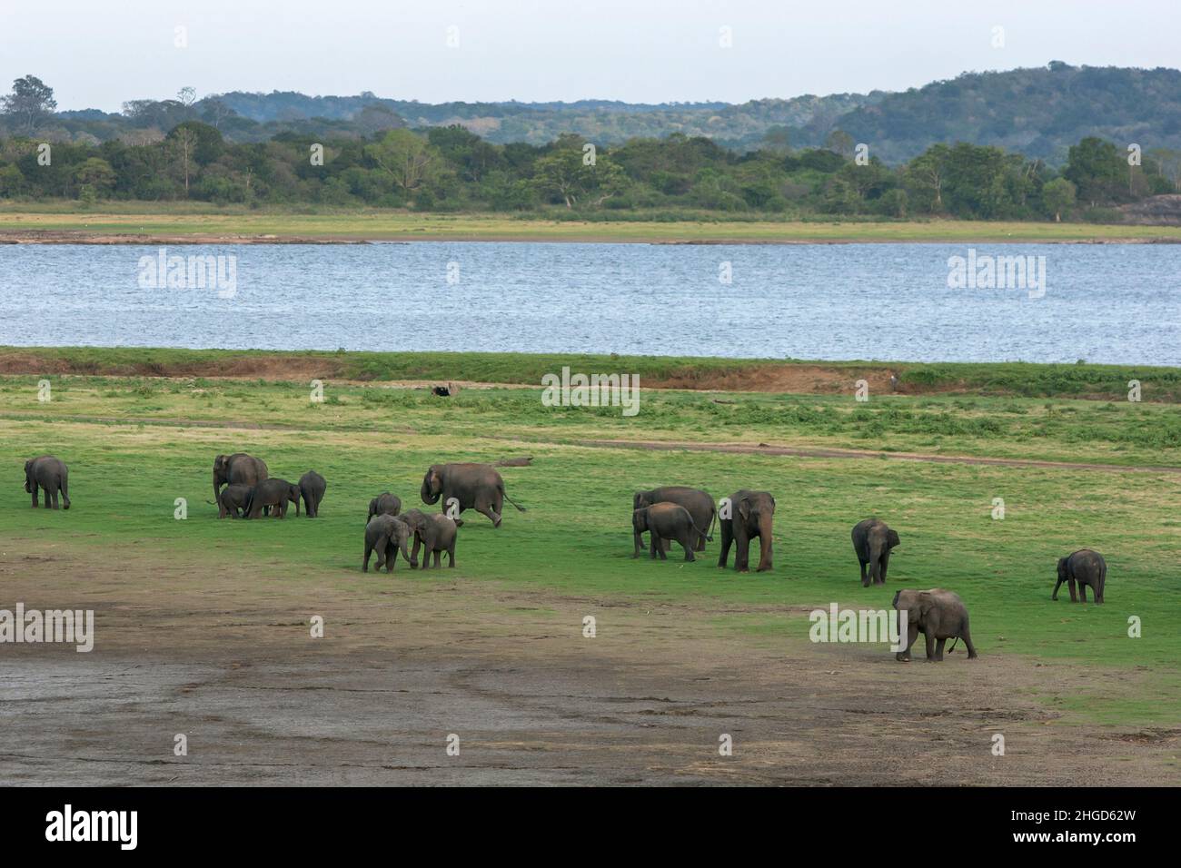 Elephants graze on grassland adjacent to the tank (man made reservoir ...