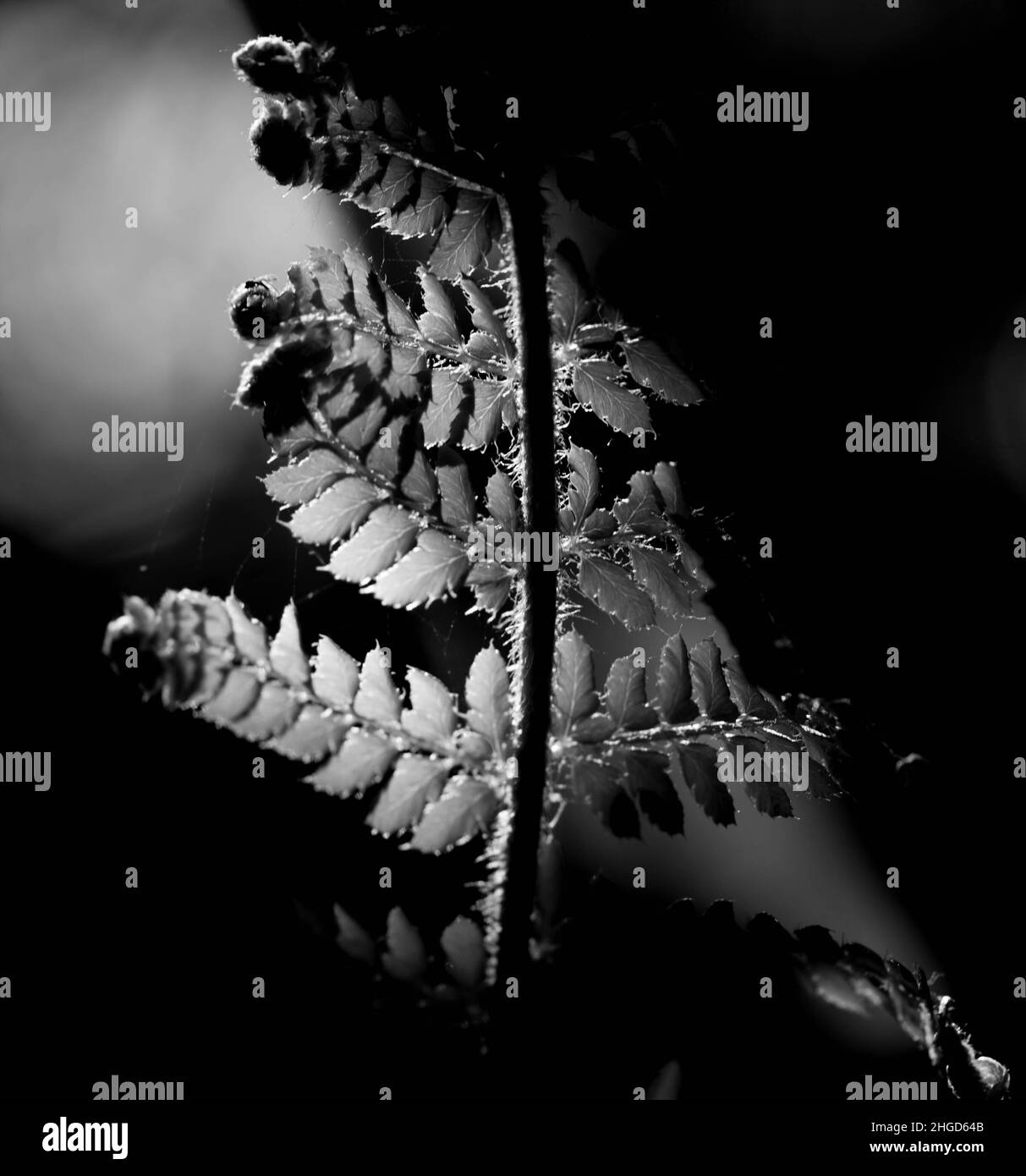 Bracken shadow hi-res stock photography and images - Alamy